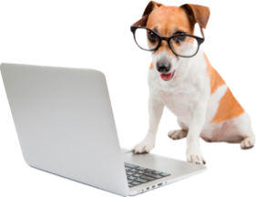 Petland México | Cómo comprar